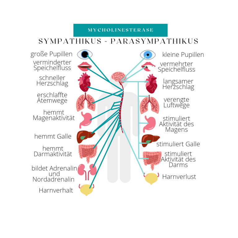 Symptome - mycholinesterase